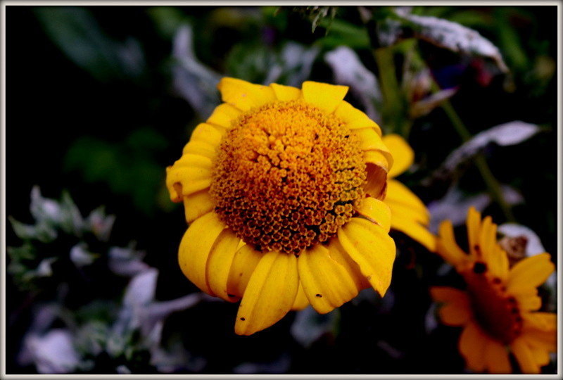 Malmequer - Existe um Olhar