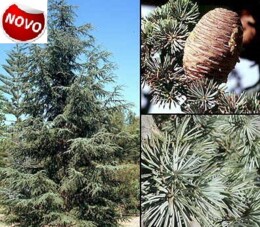 Cedro do Atlas [sementes] - Algarsementes